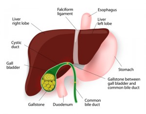 Get To Know the Gallbladder - Spring Ridge Surgical Specialists